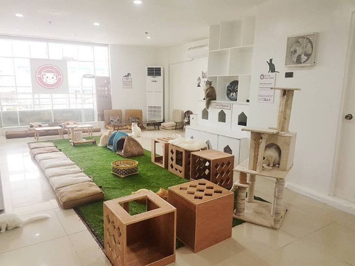 8 Stress Reliever Pet Cafes in the Metro - 8List.ph