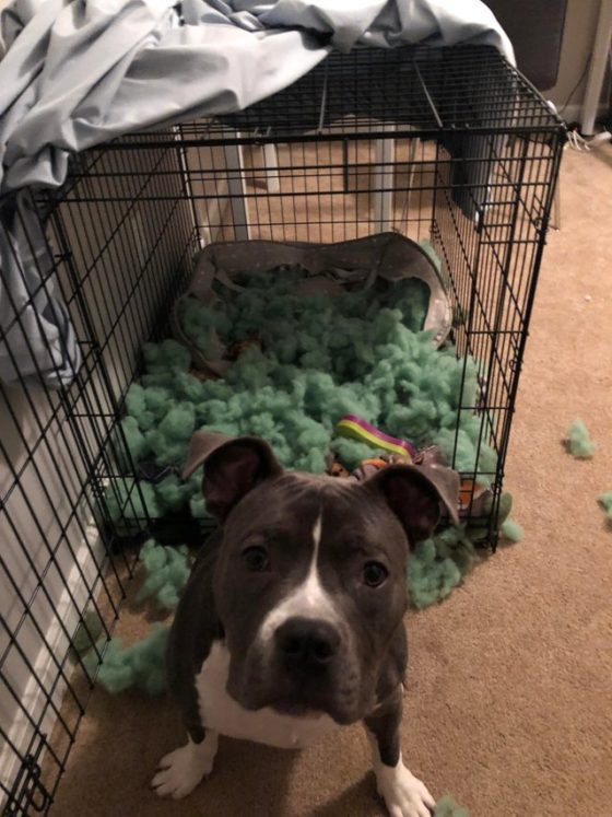 These Dogs Look So Guilty, But Can You Really Stay Mad At Them? - 8List.ph