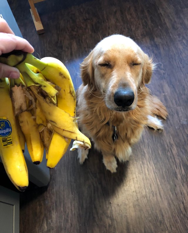 These Dogs Look So Guilty, But Can You Really Stay Mad At Them? - 8List.ph