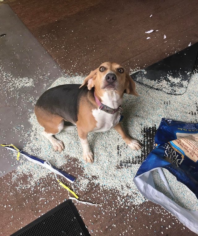 These Dogs Look So Guilty, But Can You Really Stay Mad At Them? - 8List.ph