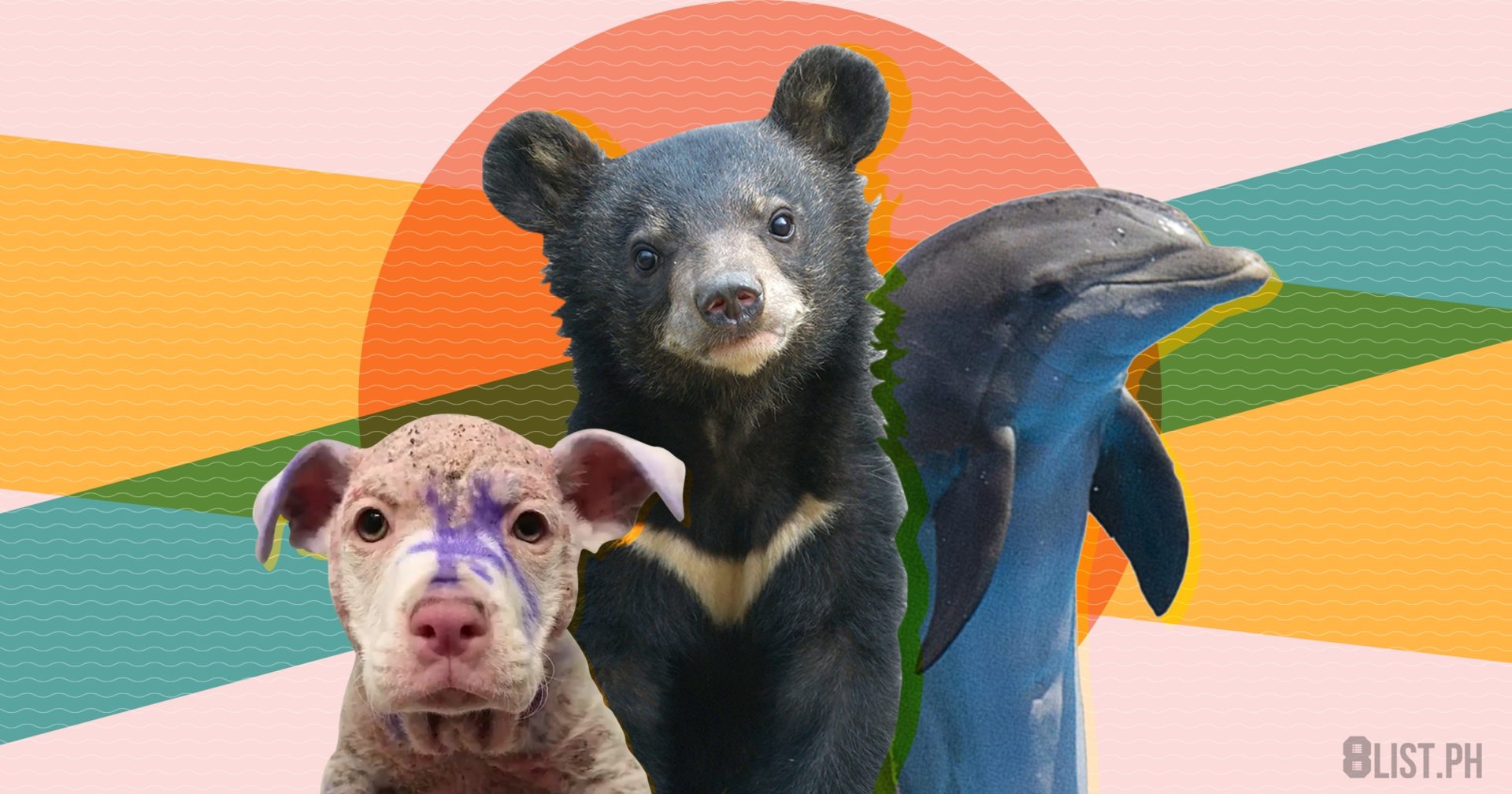 The Best Animal Rescue Videos on The Dodo That Will Melt Your Heart ...