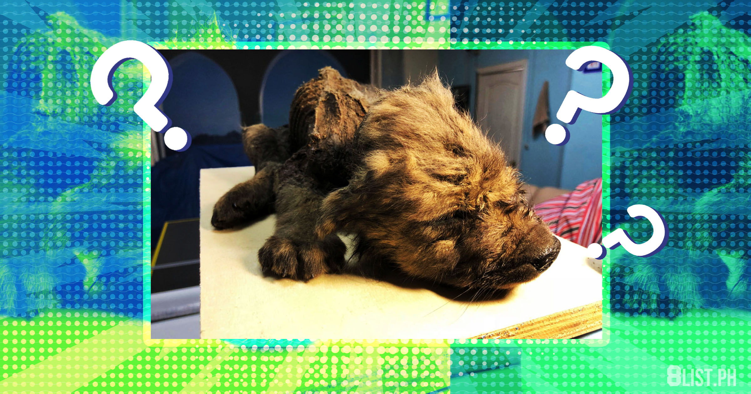 This Week in Weird: 18,000 Year-Old Puppy Found Frozen in Siberia ...