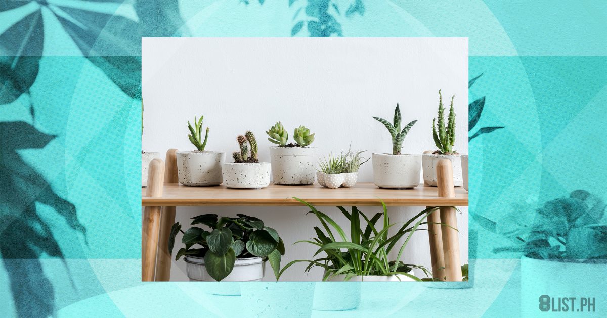 8 Low Maintenance Indoor Plants to Spruce Up Your WFH Workspace