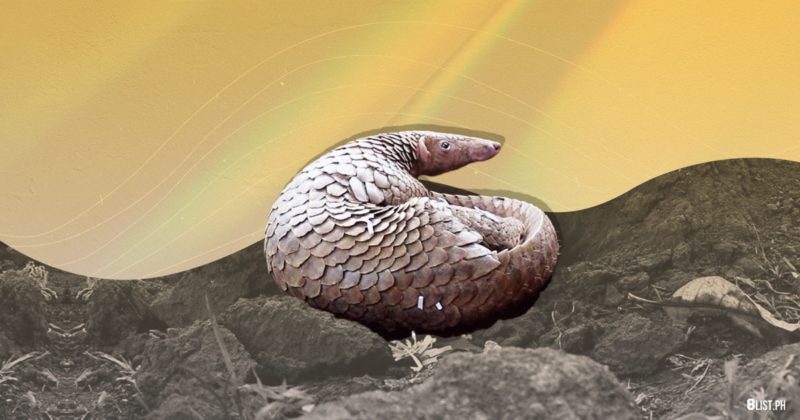 Cebu Pacific Repatriates Found Pangolin Back to Palawan - 8List.ph