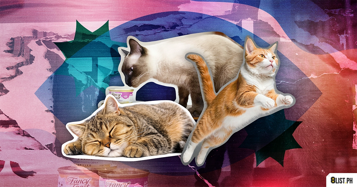 8 Common Cat Behaviors and How to Respond - 8List.ph
