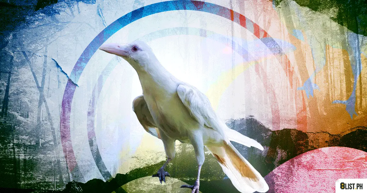 Bird Photographer Captures Rare White Crow in Misamis Oriental - 8List.ph